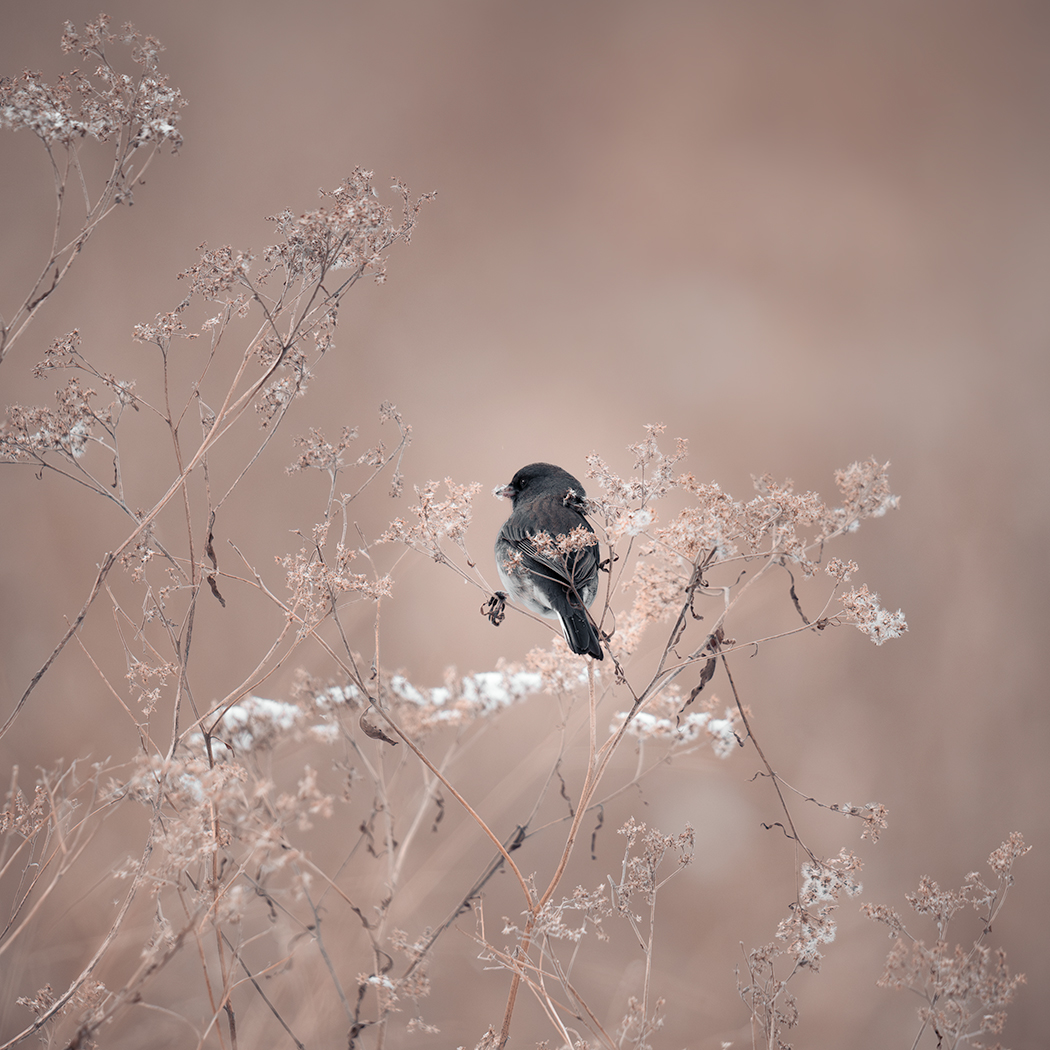 Diego_Garces_Junko-with-Seeds_Medal.webp – Teaneck Camera Club