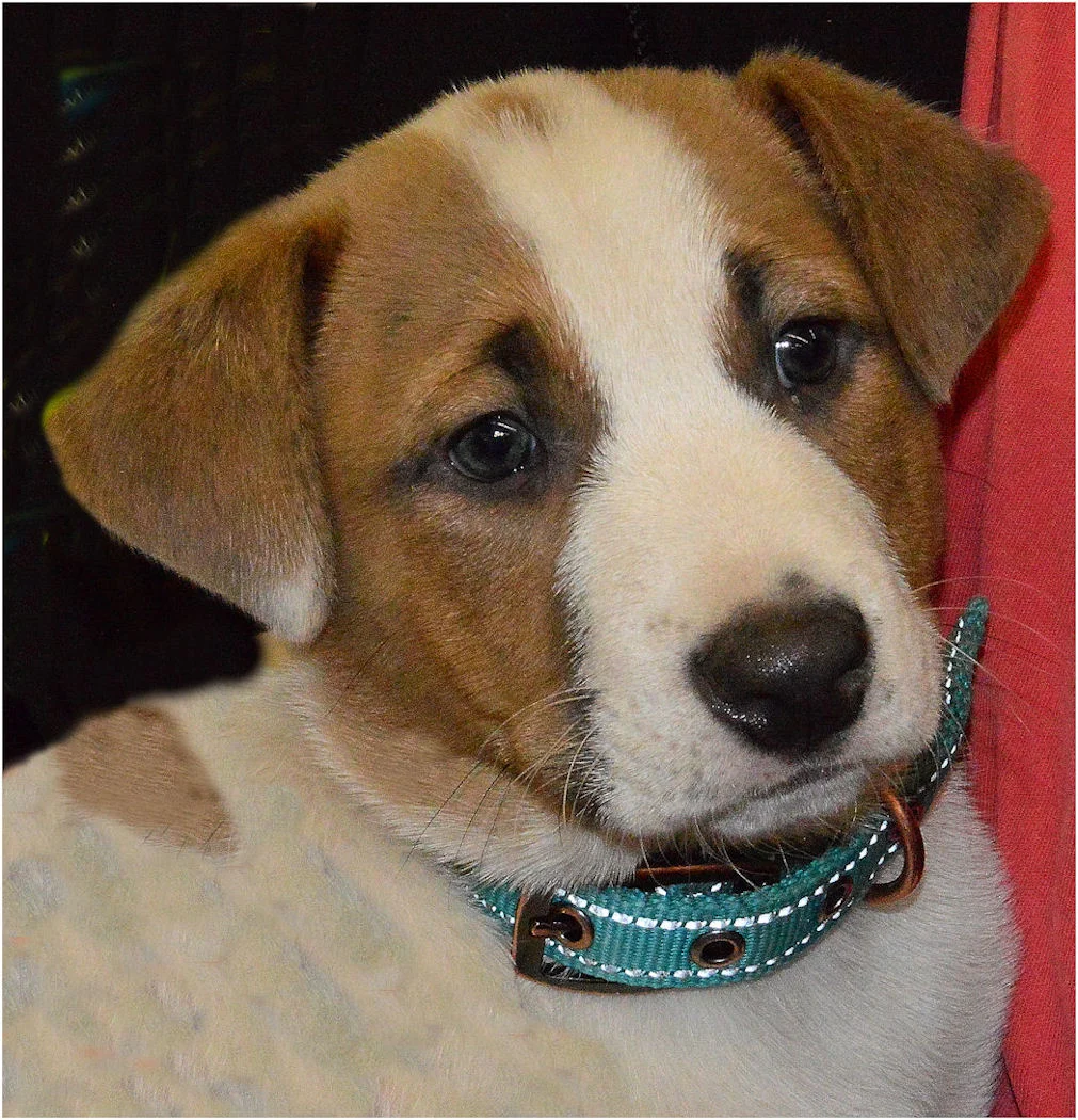 Elaine_Call_BEAUTIFUL-PUPPY_Awards-1.webp – Teaneck Camera Club
